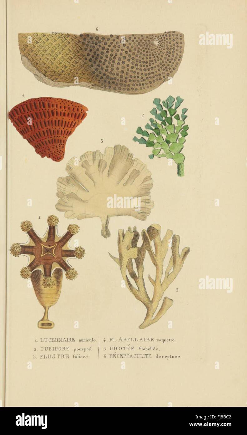 Dictionnaire classique des sciences naturelles, a classic French ...