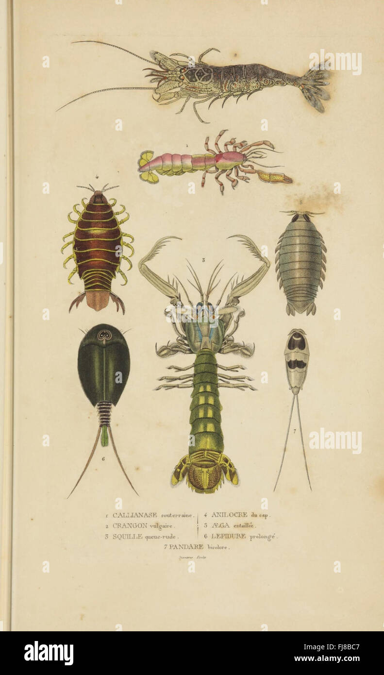 A classical dictionary of natural sciences, covering a wide range of ...