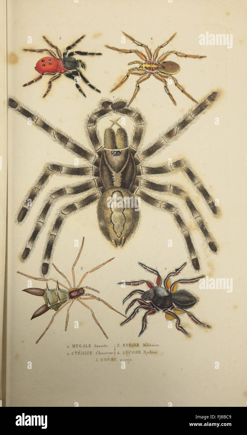 A classical dictionary of natural sciences covering zoology, botany ...