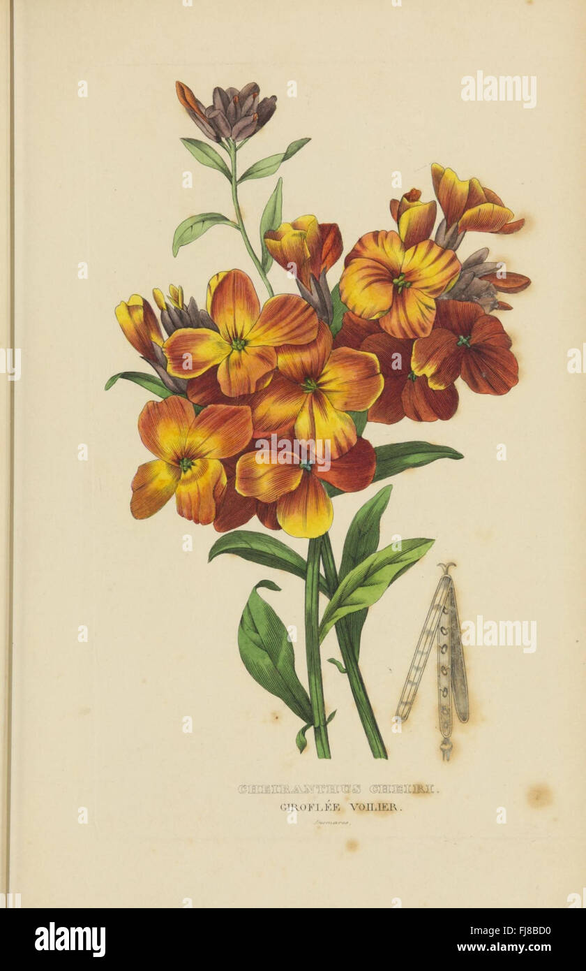 Dictionnaire classique des sciences naturelles: A classic dictionary of ...