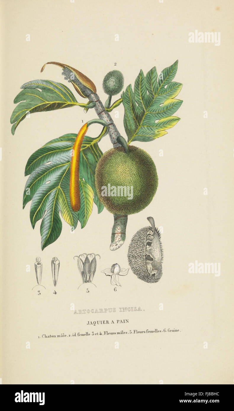 A comprehensive dictionary of natural sciences, providing detailed ...