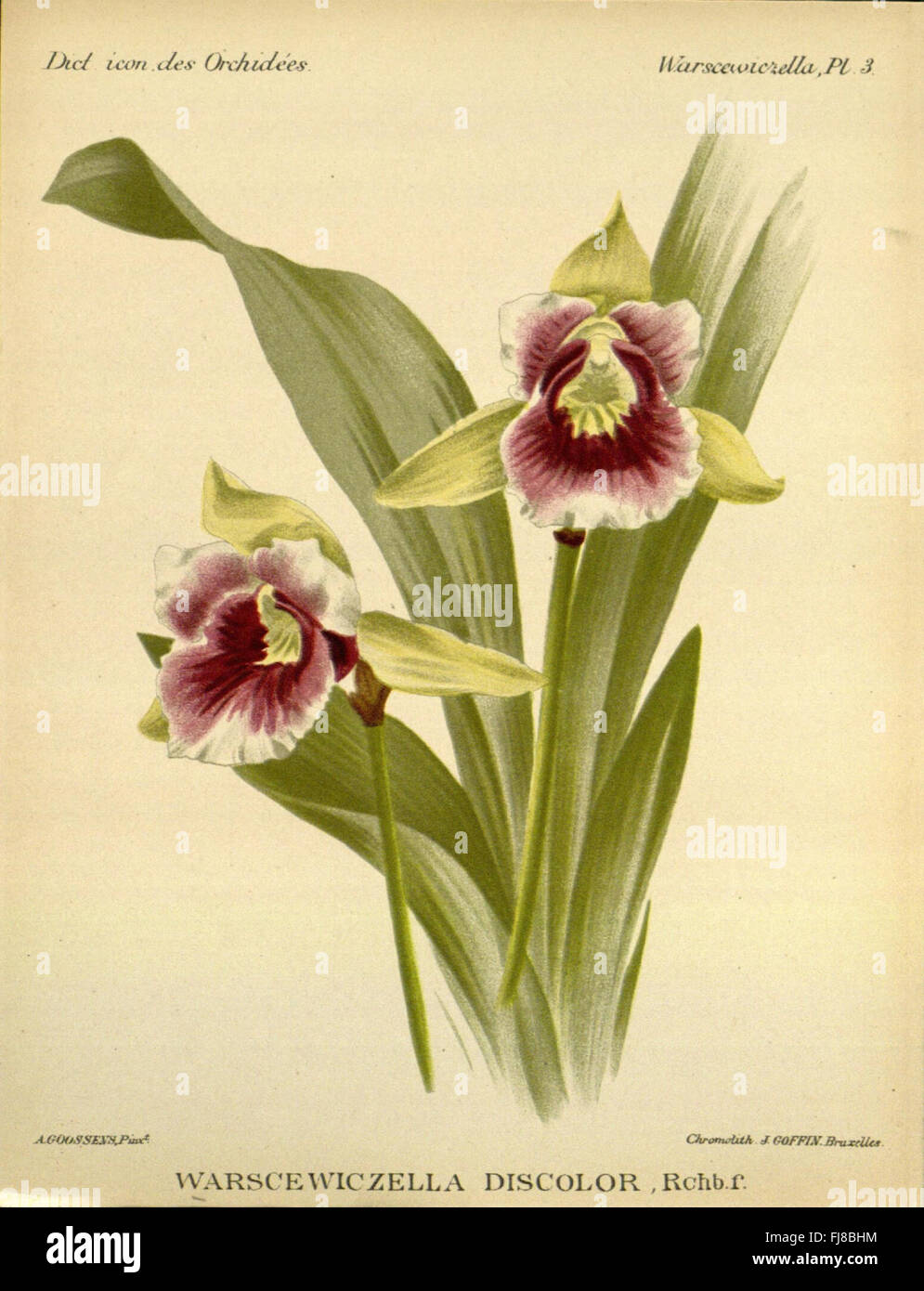 An illustrated dictionary of orchids, offering detailed visual and ...