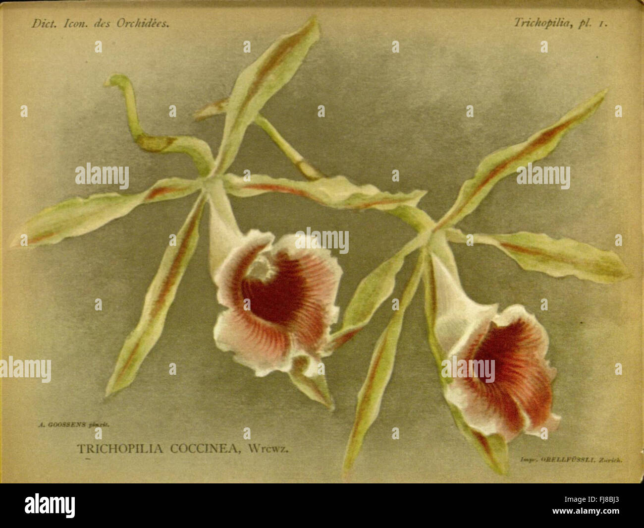 An illustrated dictionary of orchids, focusing on the classification ...