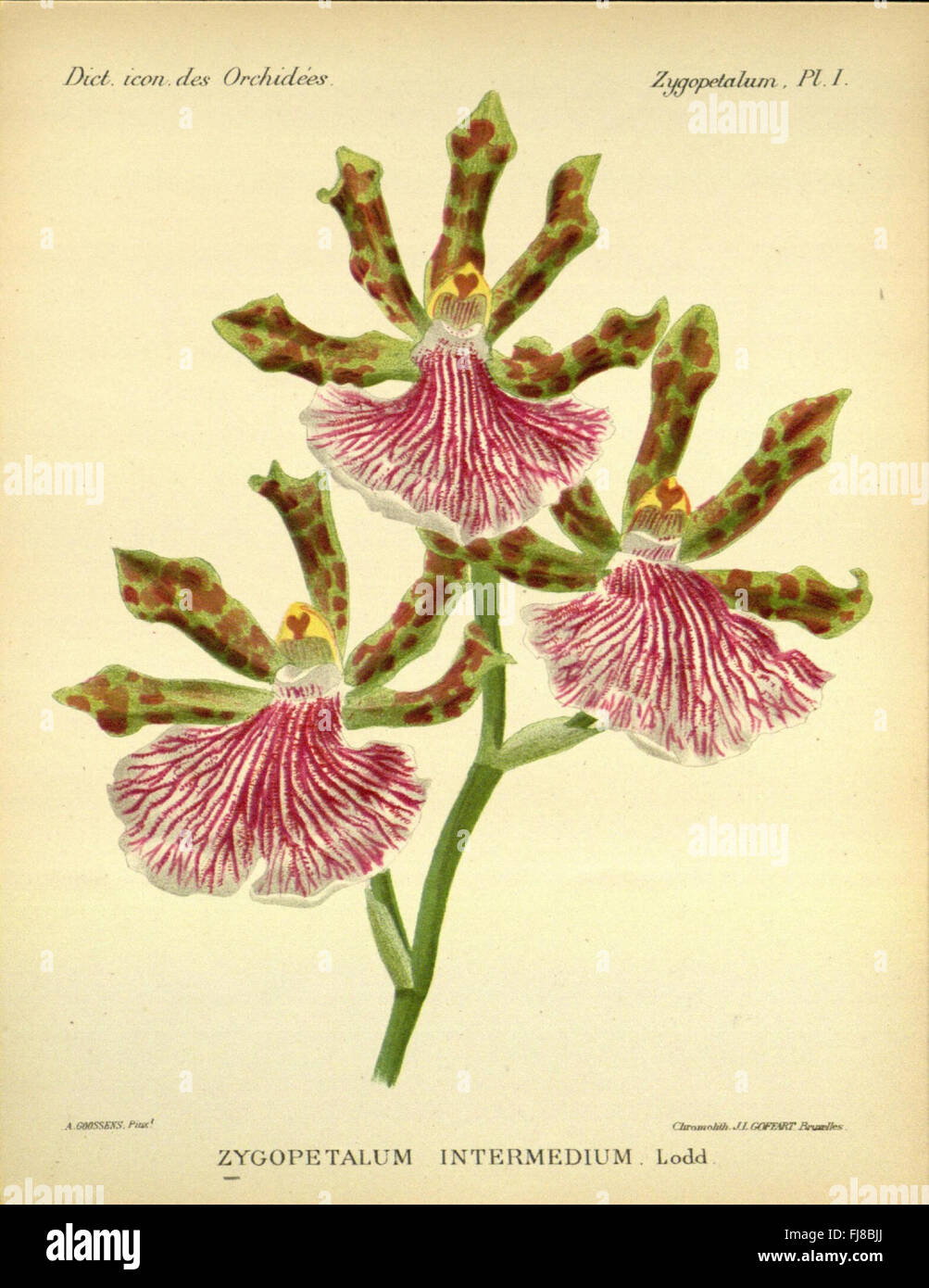 A botanical dictionary of orchids, featuring detailed illustrations of ...