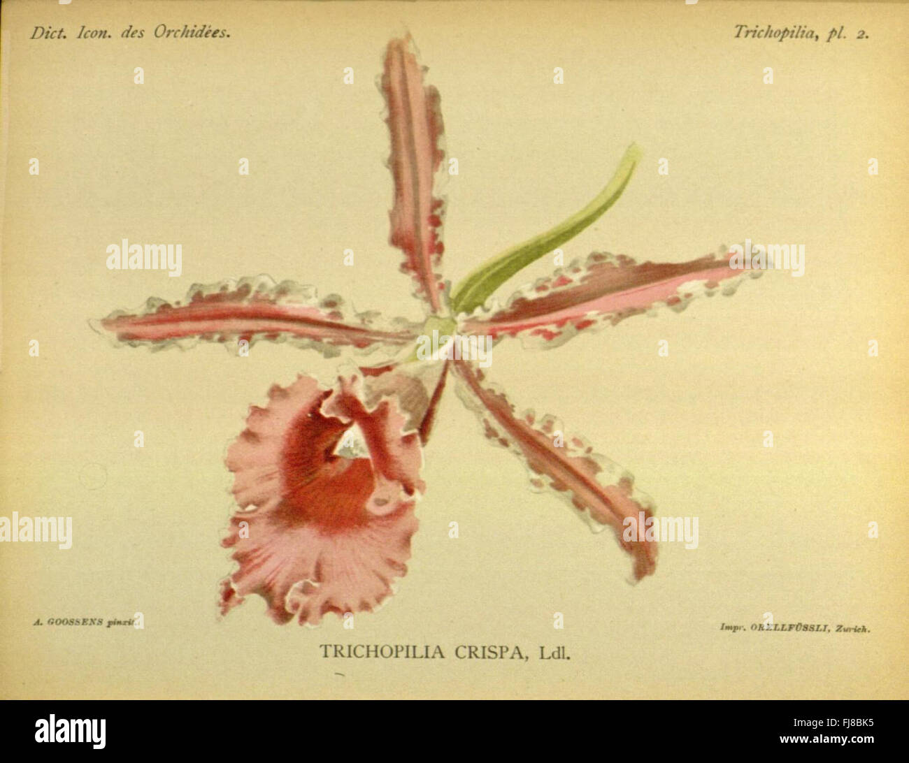 A botanical dictionary of orchids, featuring detailed illustrations (Pl ...