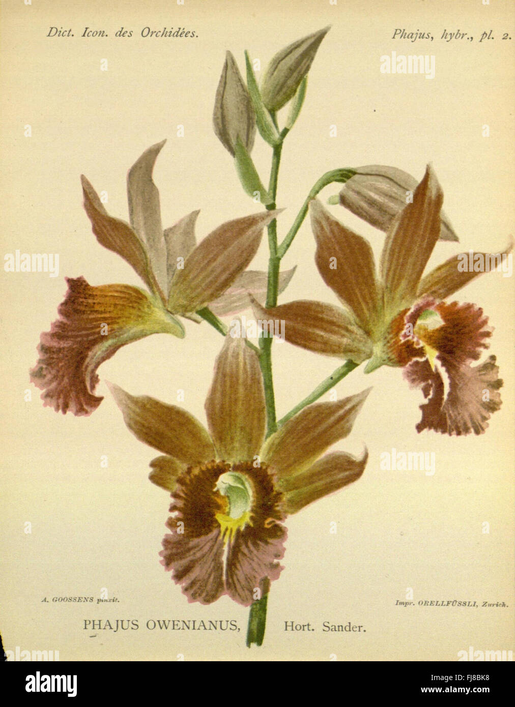An illustrated dictionary of orchids, focusing on species ...