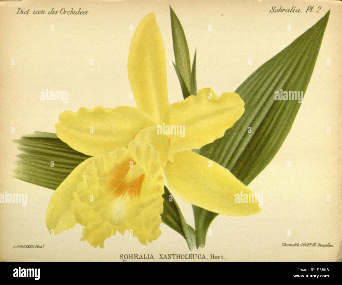 An illustration from 'Dictionnaire Iconographique des Orchidees ...