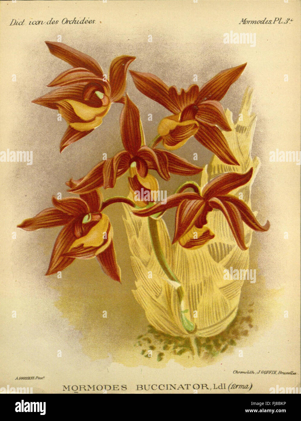 This study explores orchids, focusing on their identification, taxonomy ...