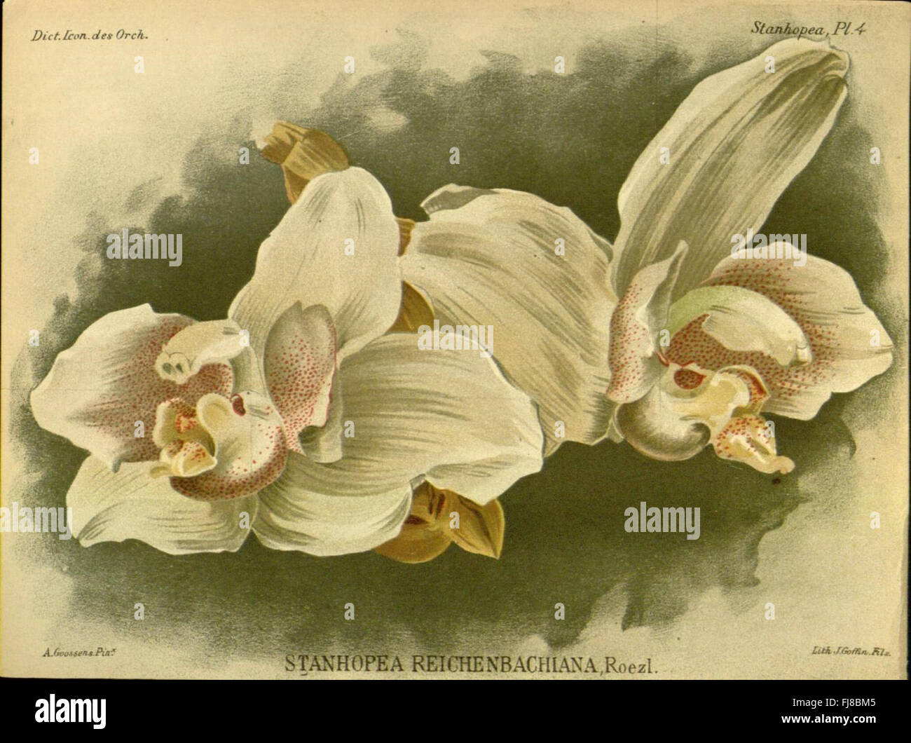 Botanical reference works hi-res stock photography and images - Alamy