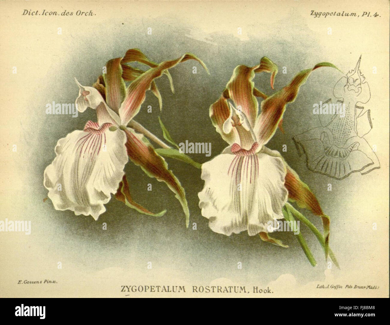 Plate 4 of 'Dictionnaire Iconographique des Orchidees', an illustration ...