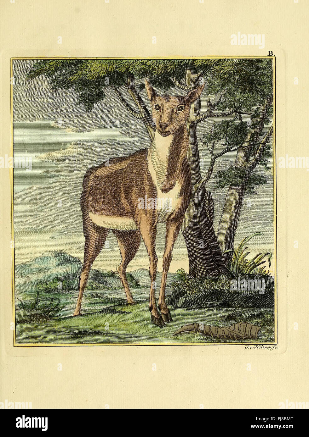 A zoological compilation, presenting various species from different ...