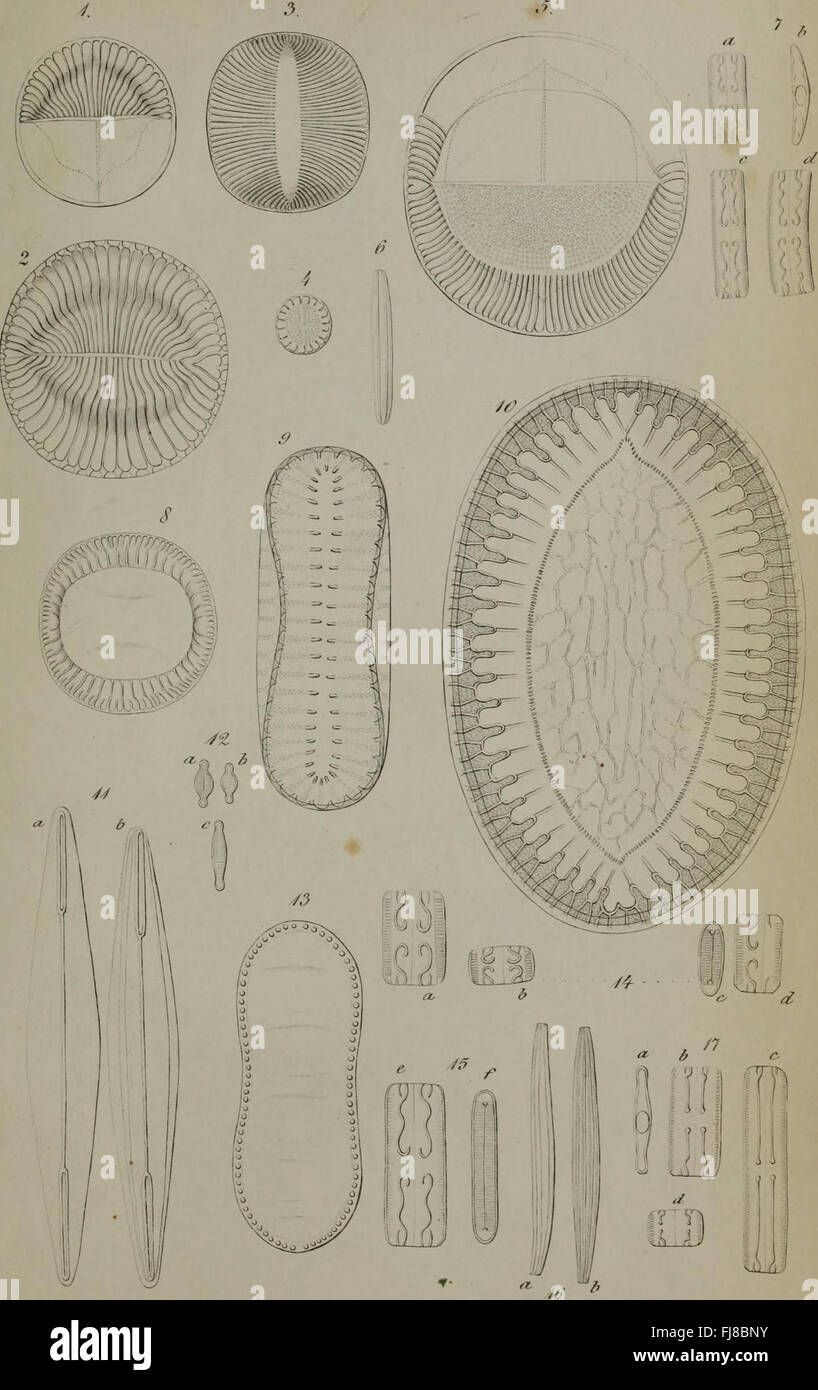Various species of diatoms hi-res stock photography and images - Alamy