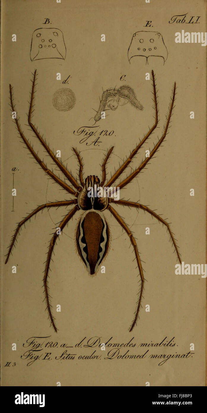 A German work on arachnids, documenting species of spiders, scorpions ...