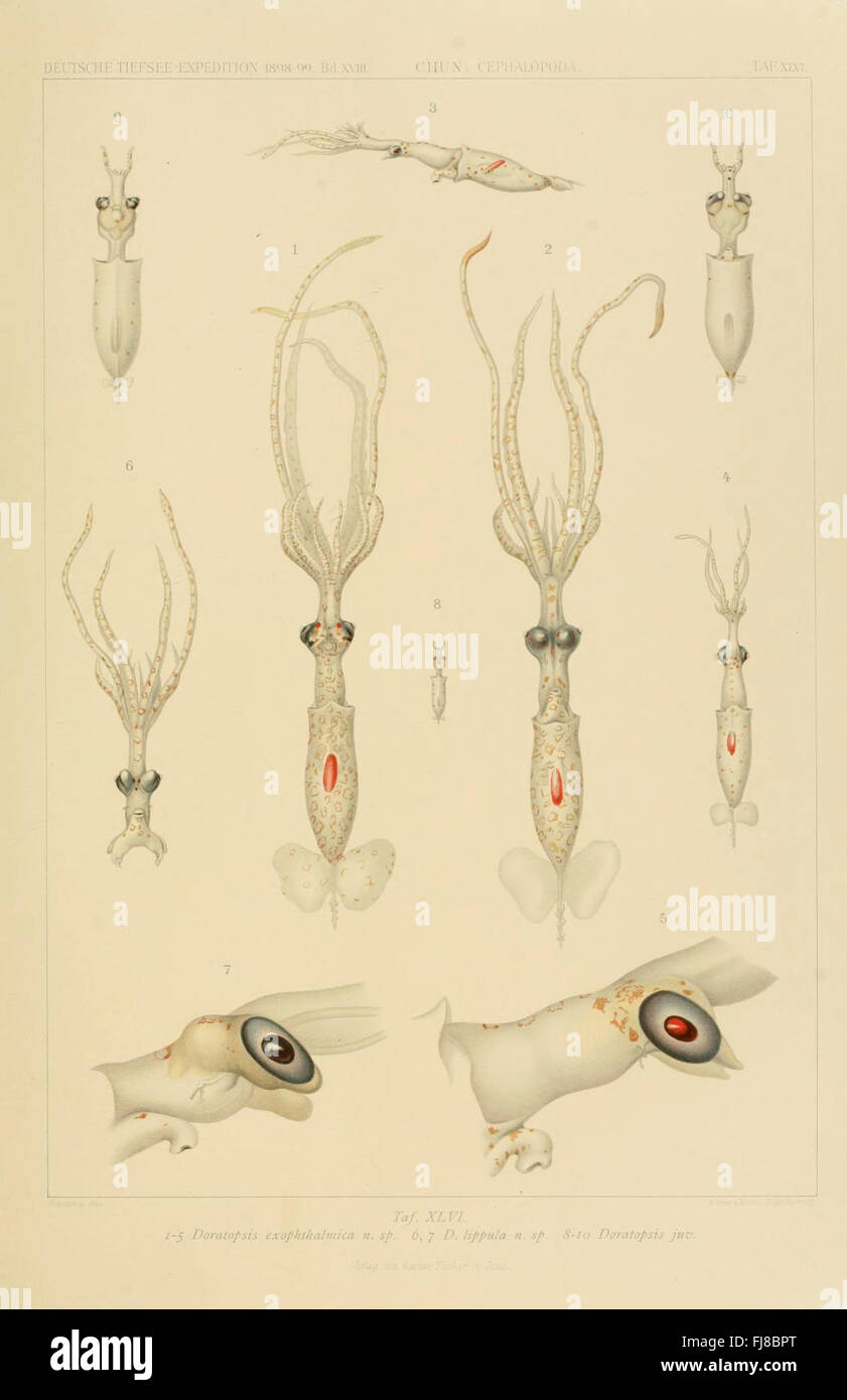 A study of cephalopods, including their classification, behavior, and ...
