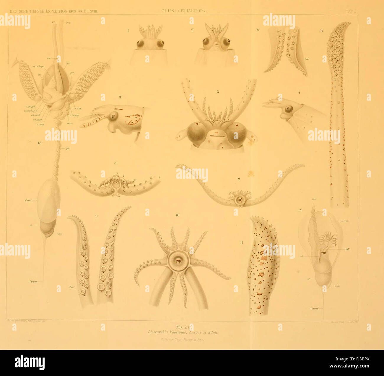 A second illustration from *Die Cephalopoden*, documenting the ...