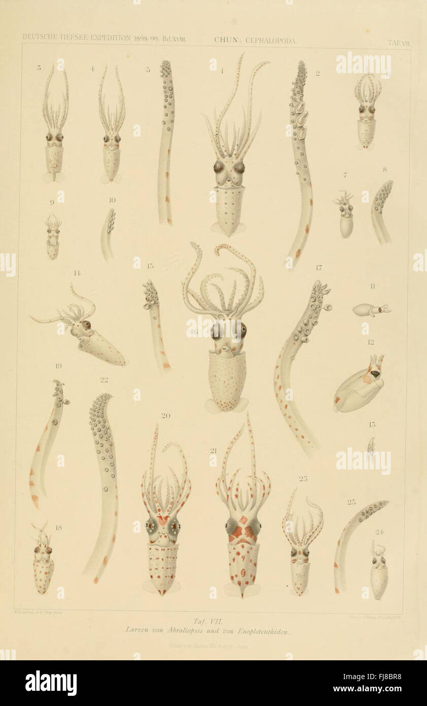 A scientific study on cephalopods, documenting the various species of ...