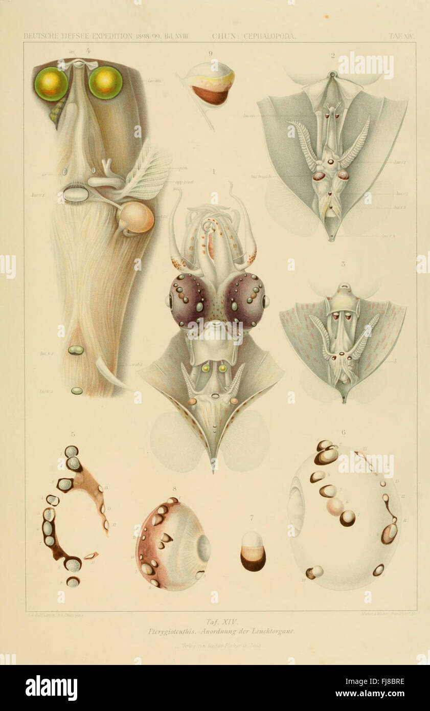 A study of cephalopods, focusing on their biology, species ...