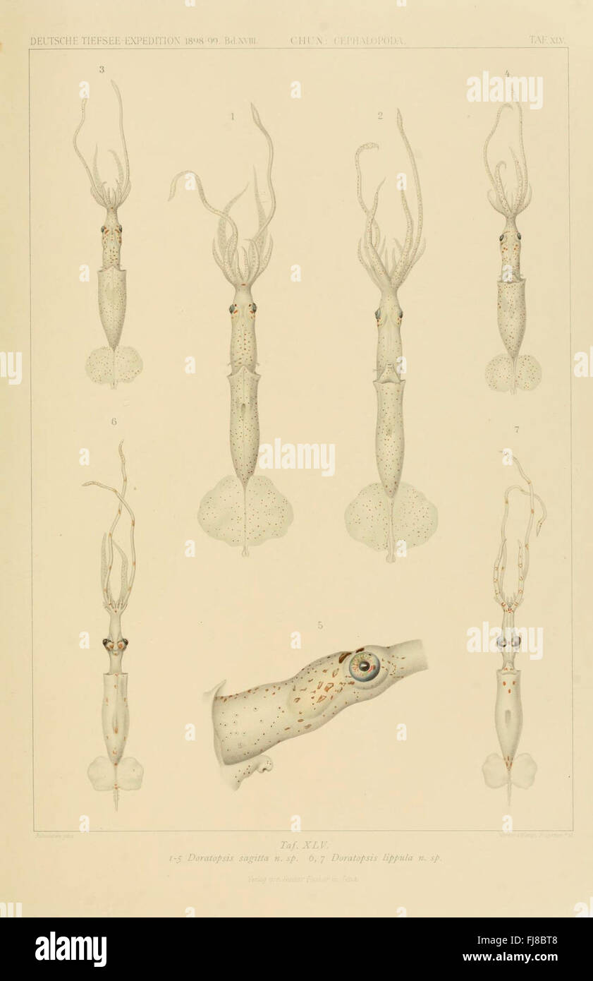 A detailed study on Cephalopoda (squid, octopuses, and cuttlefish ...