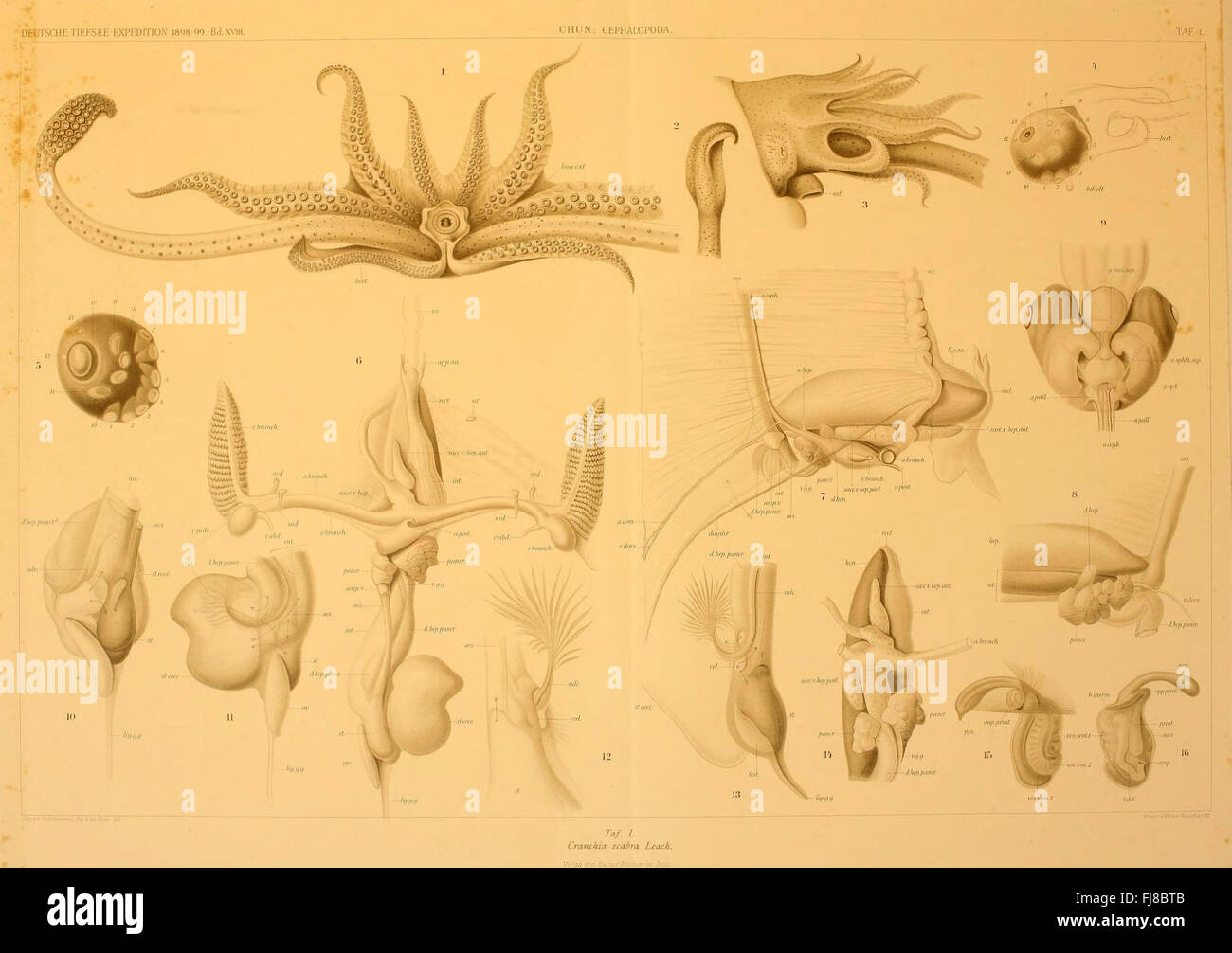 *The Cephalopods* is a detailed study on cephalopod species, covering ...