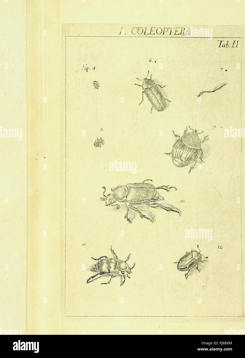 An entomological guide on the characteristics of insects, based on ...