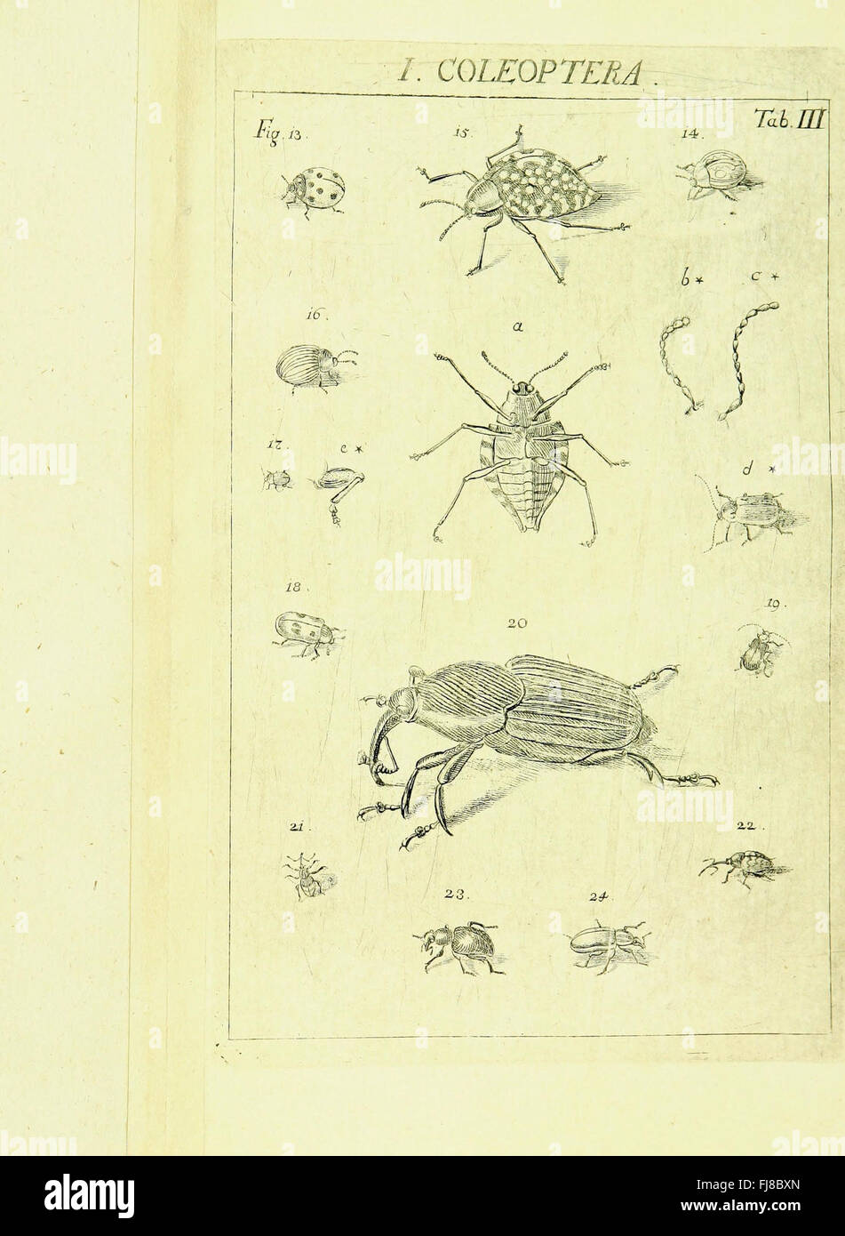 A 19th-century work on insect characteristics based on the ...