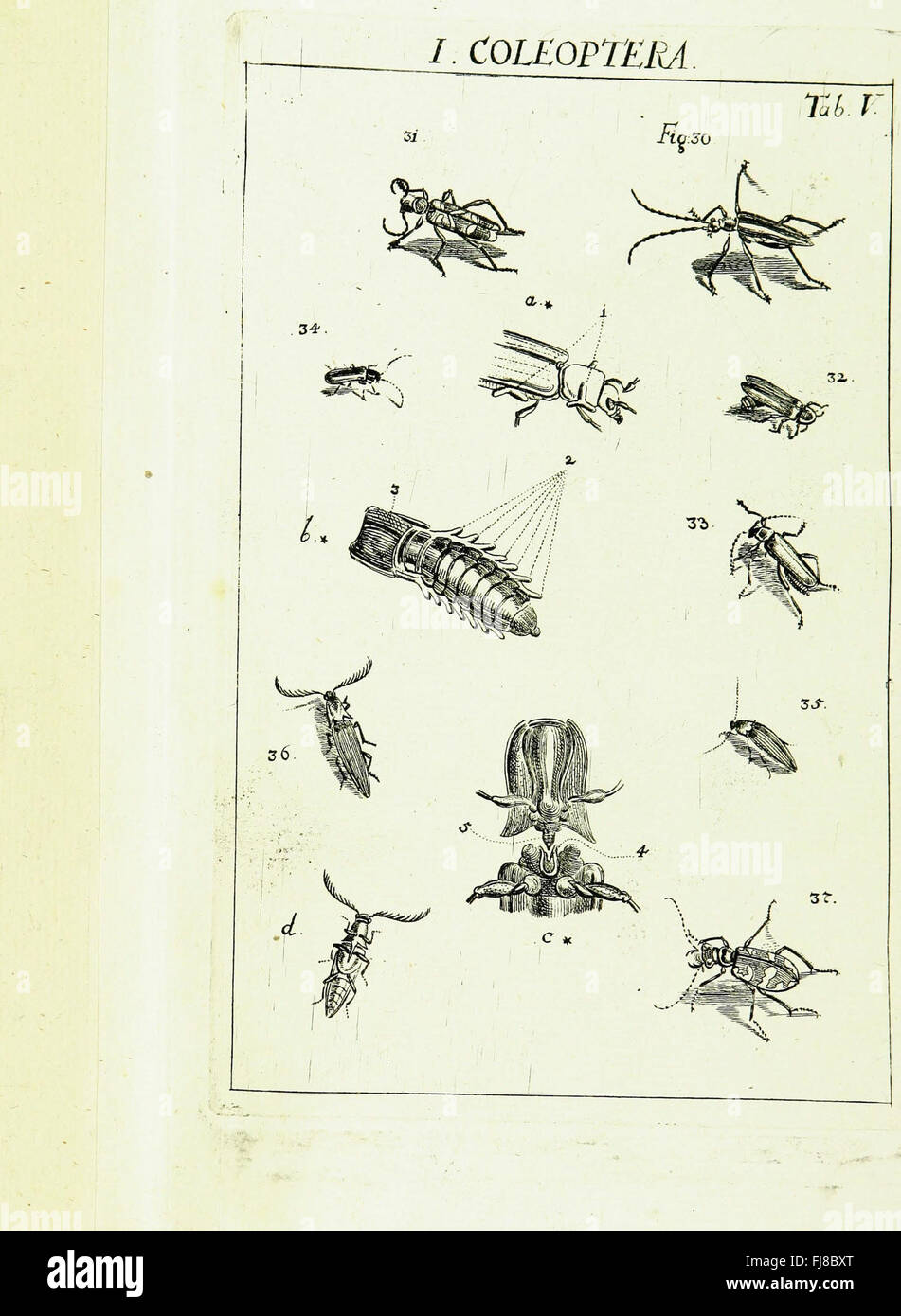 Linnaeus' Characteristics of Insects is a foundational text in ...