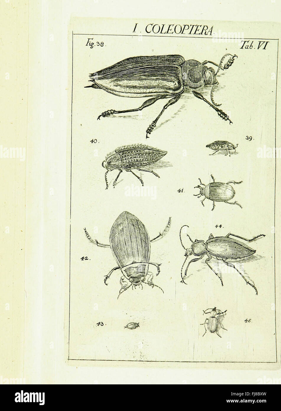 Illustration from 'Die Kennzeichen der Insekten' showing insect species ...