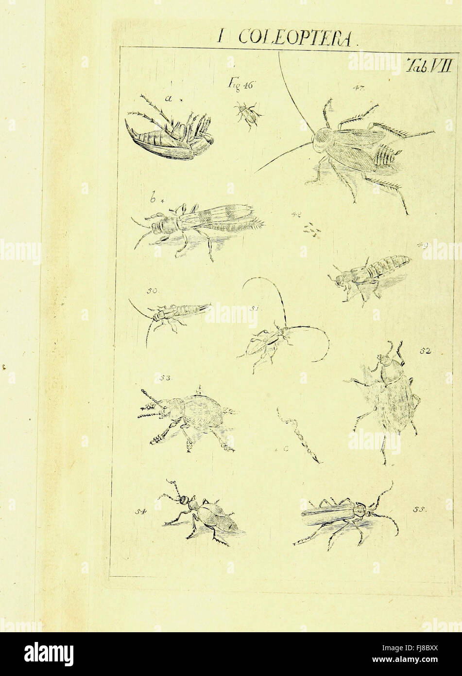 An illustration from *Die Kennzeichen der Insekten*, describing the key ...