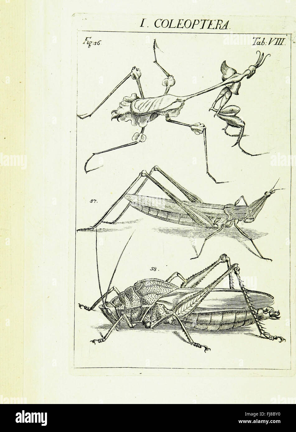 A detailed work on the characteristics of insects, based on the ...