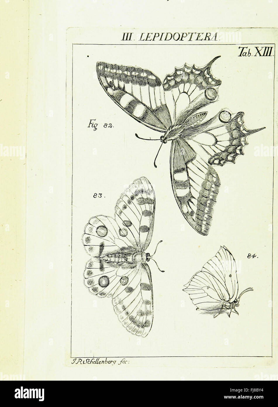 An 18th-century work illustrating the characteristics of insects based ...