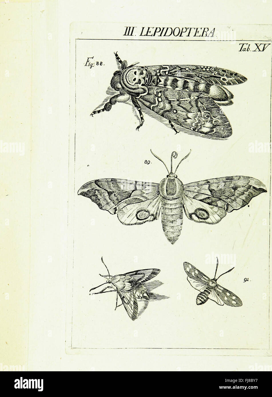 An entomological work based on the principles set by Carl Linnaeus ...
