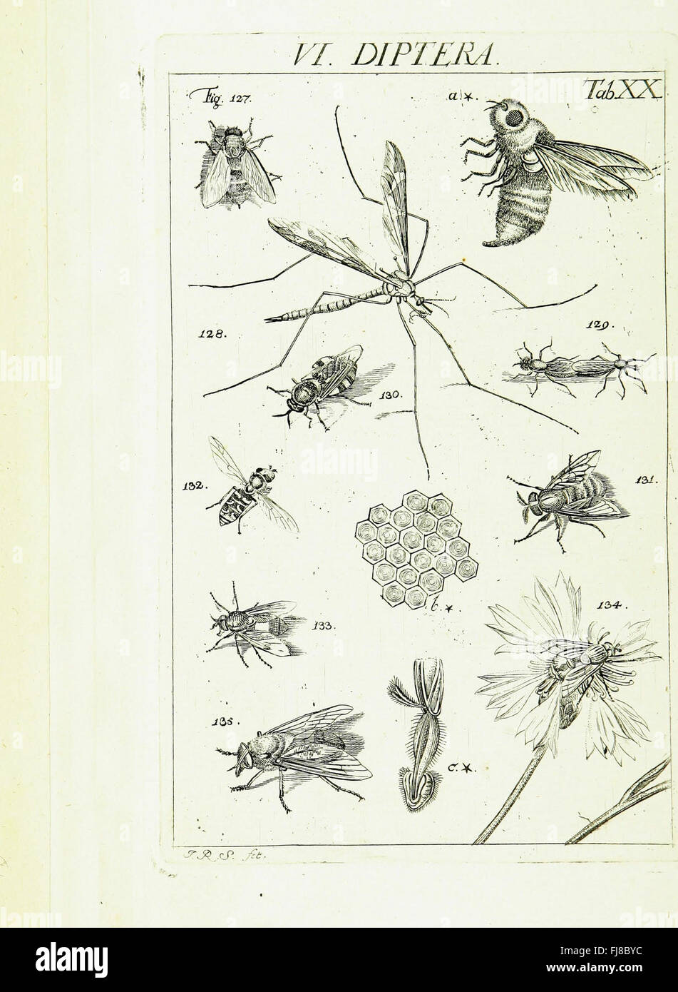 An entomological study on insect characteristics, following the ...