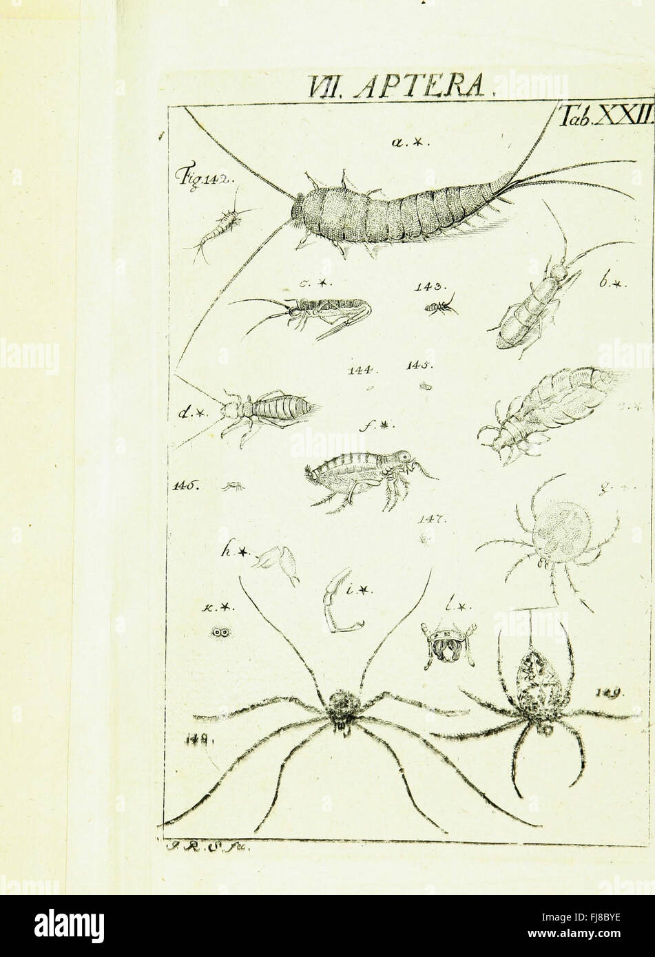 A detailed work on insect characteristics, following the guidance of ...