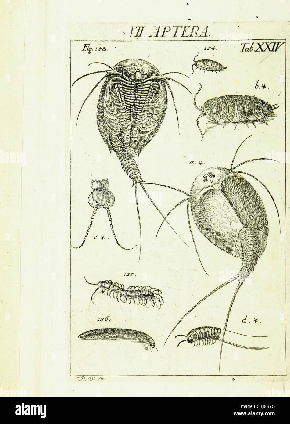A detailed entomological guide on insect characteristics, based on the ...