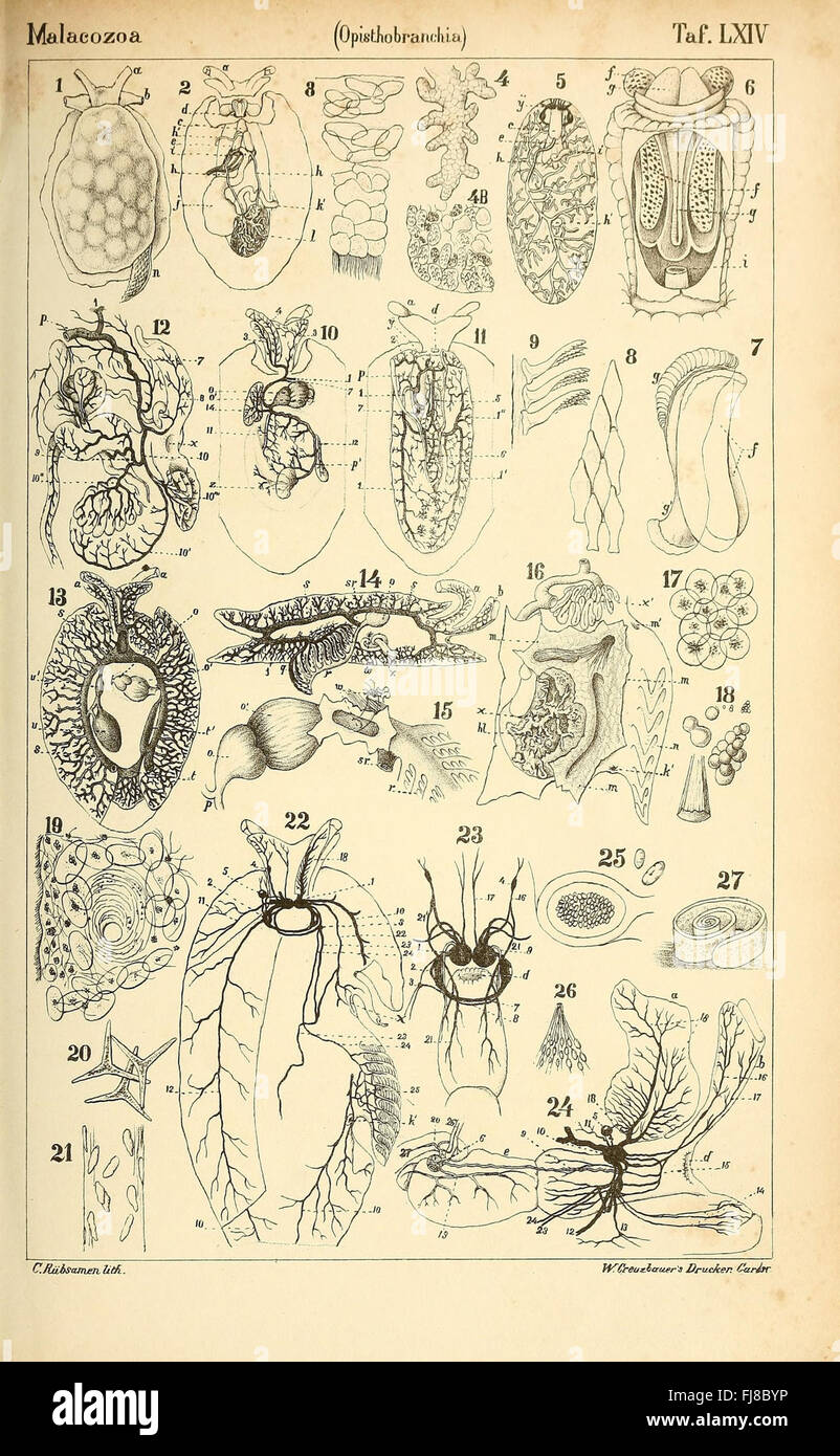 A classification of animal kingdom orders and classes, focusing on ...