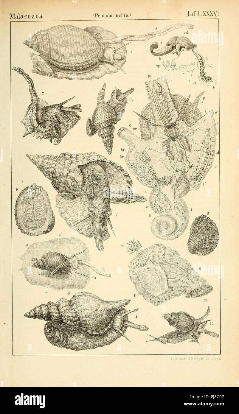 The Classes and Orders of the Animal Kingdom, a zoological ...