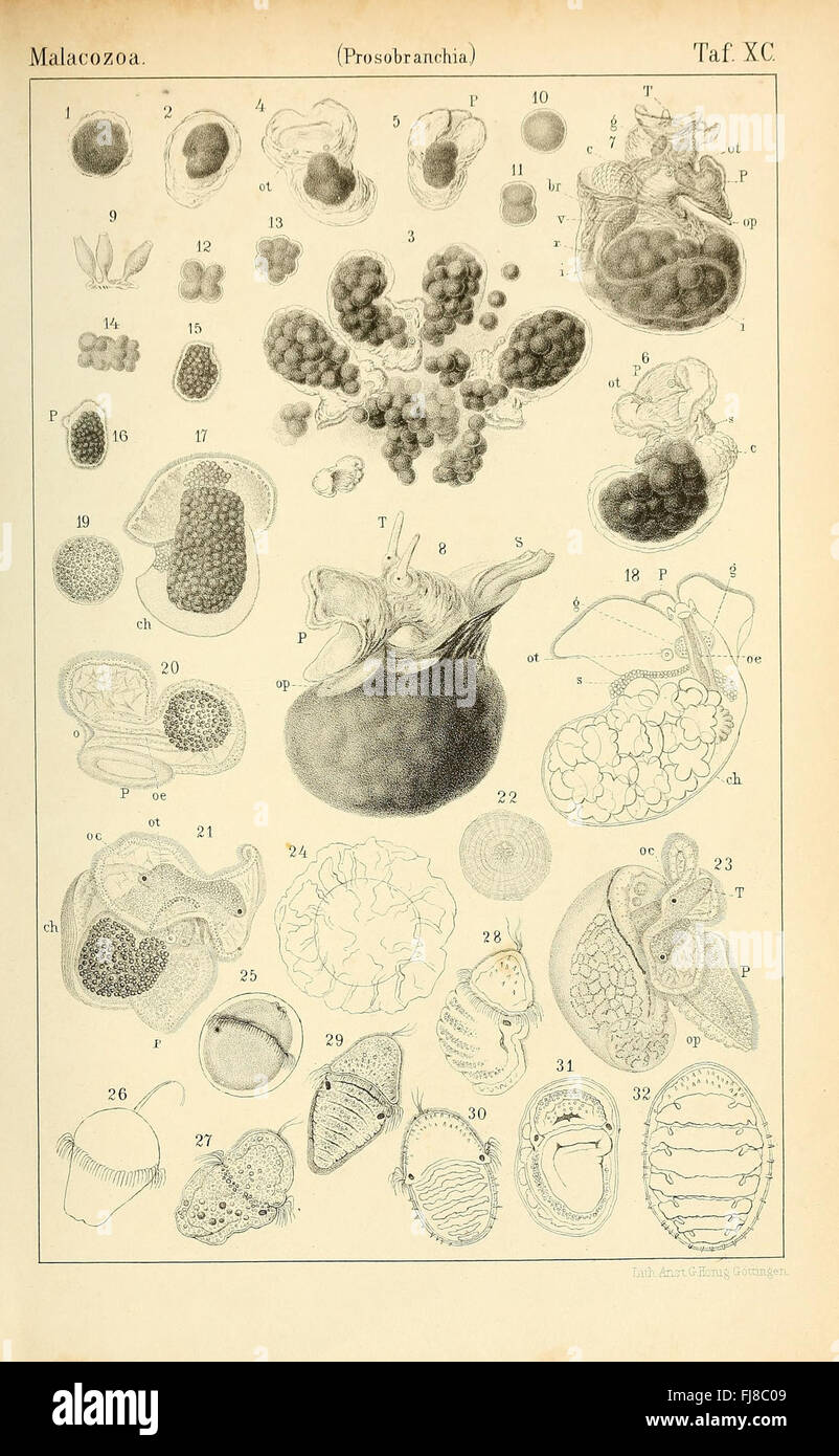 A study of animal classification and orders, focusing on Cephalopoda ...