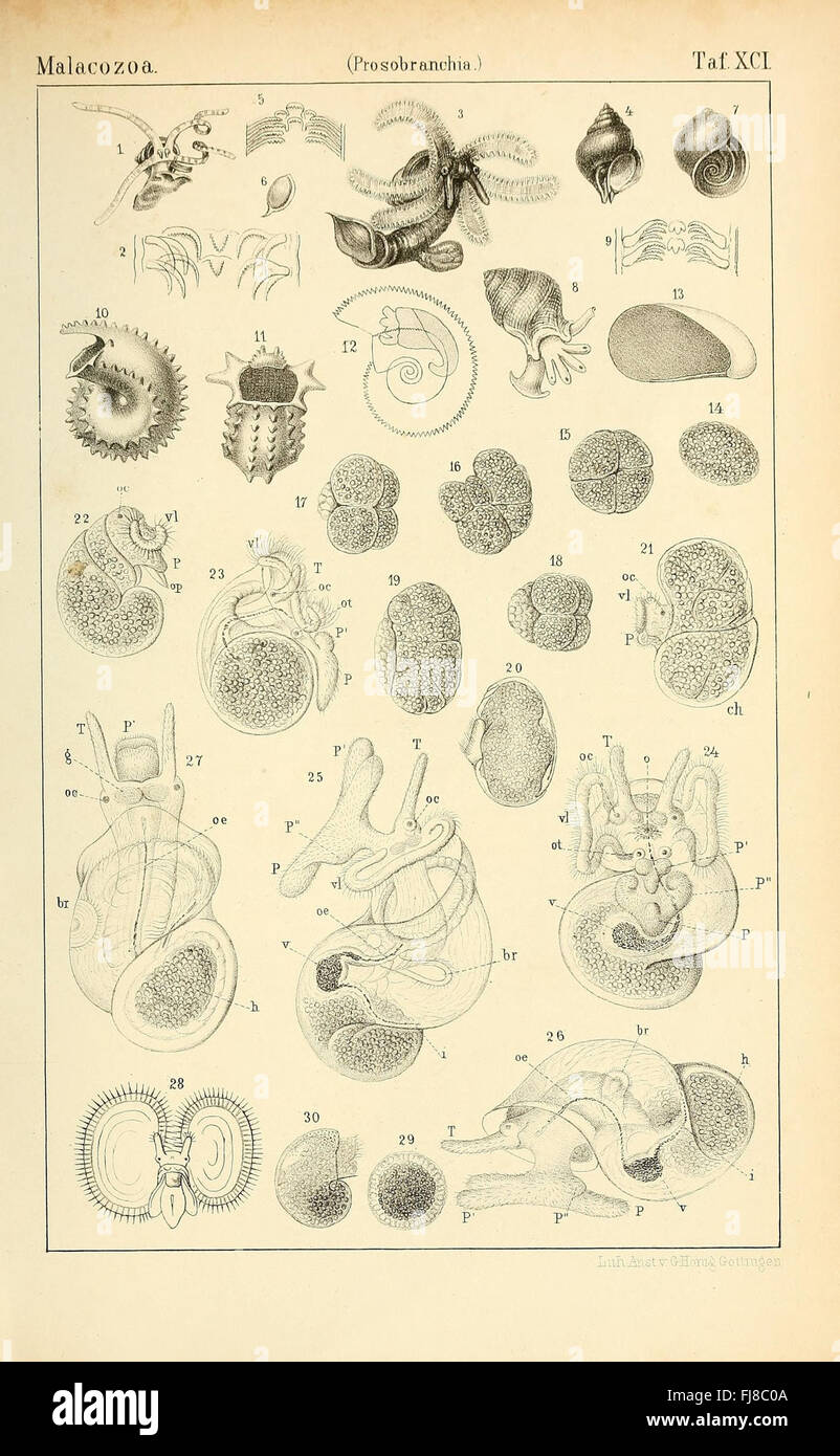 Cephalopods of the Animal Kingdom - A detailed catalog of cephalopods ...