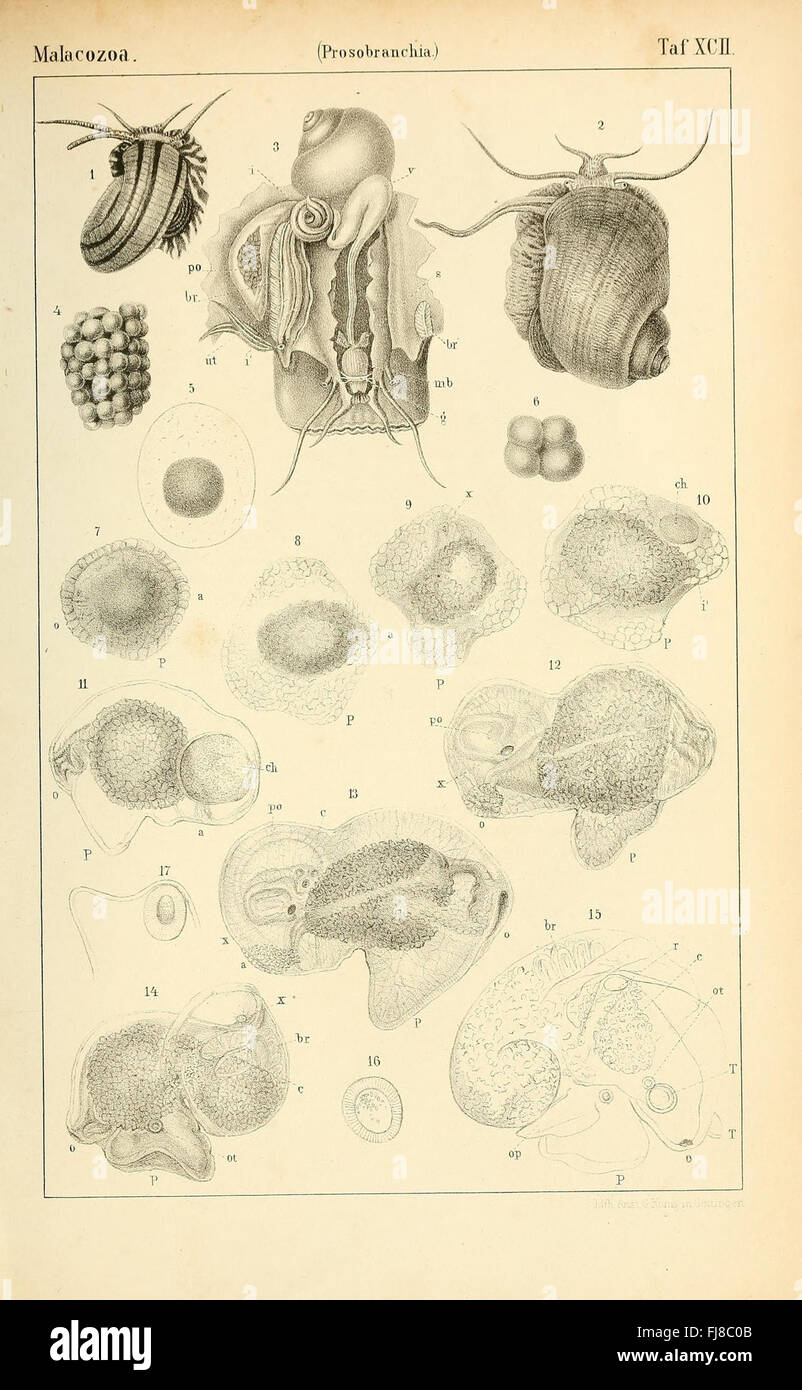 A comprehensive study on the classes and orders of the animal kingdom ...