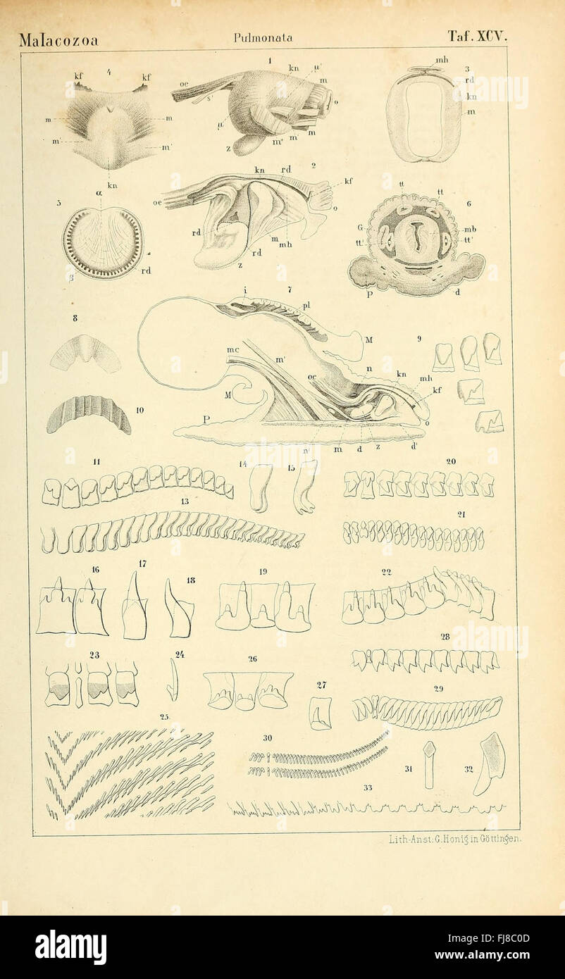 A comprehensive classification of the animal kingdom, focusing on the ...