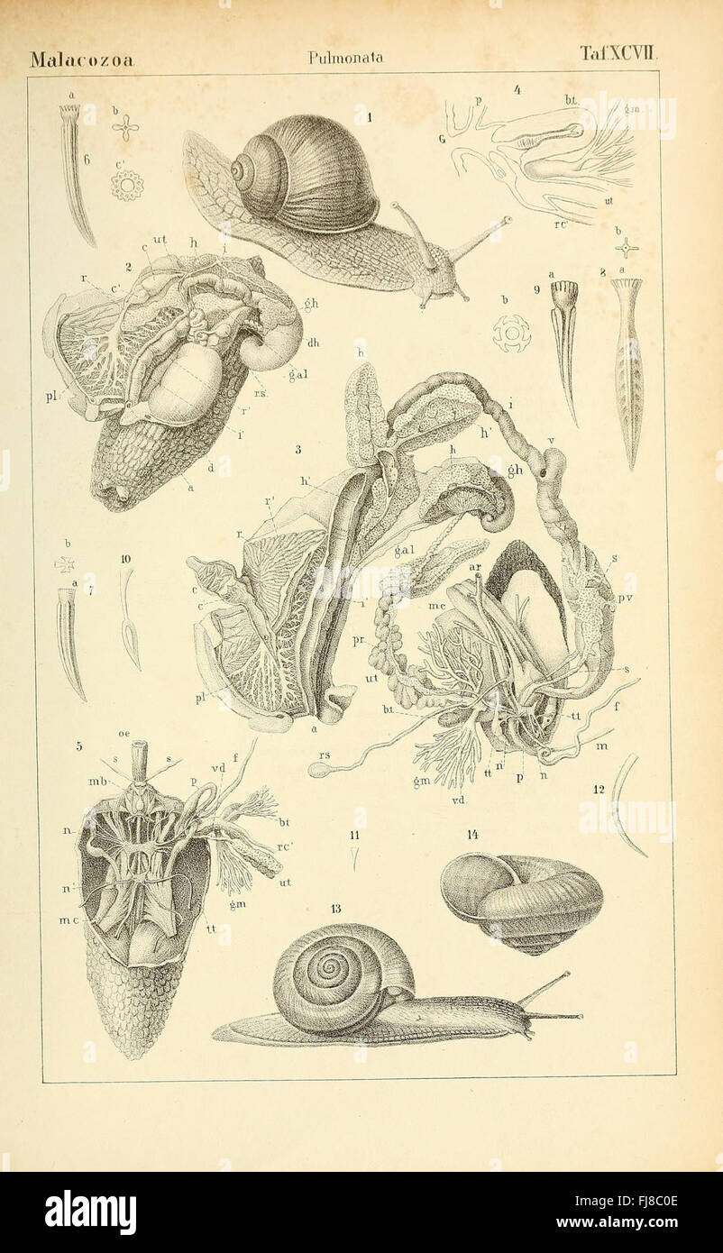 An exploration of the classification and orders of the animal kingdom ...