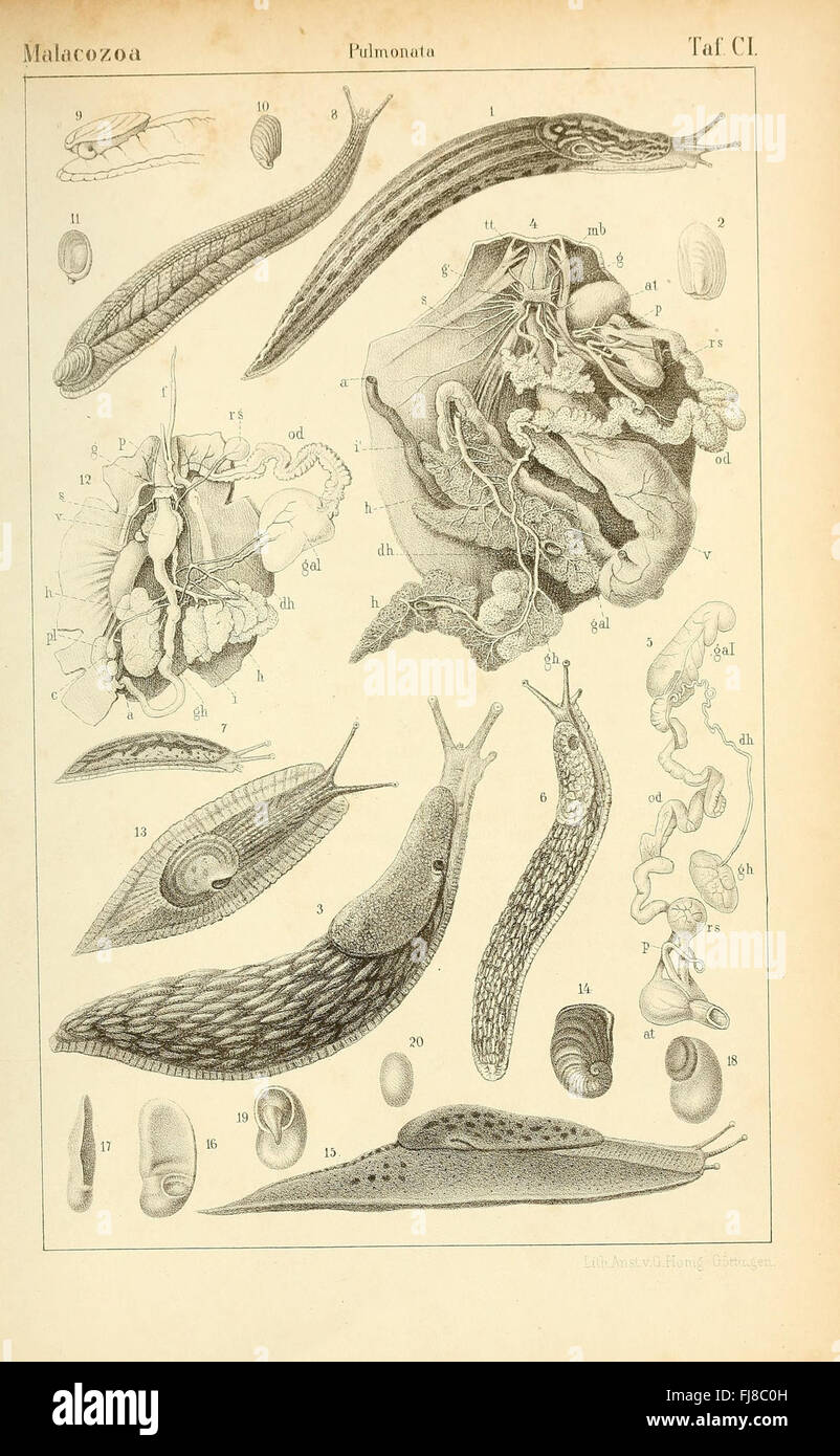 A zoological classification system for animal species, detailing the ...
