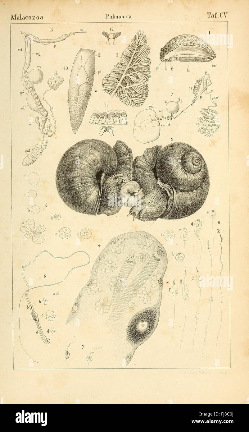 The Classes and Orders of the Animal Kingdom: A Study of Cephalopoda ...