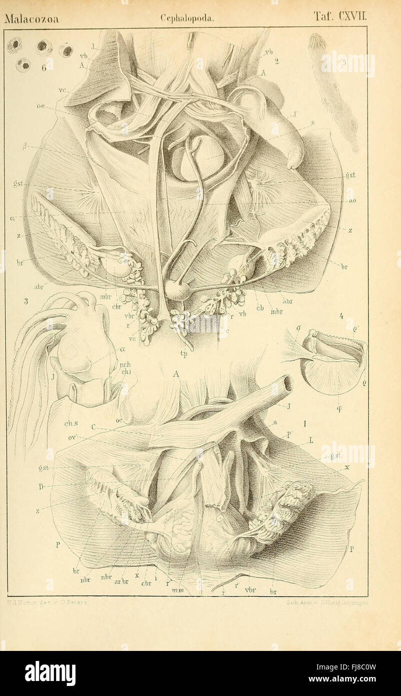 A work focused on the classification of animal kingdoms, orders, and ...