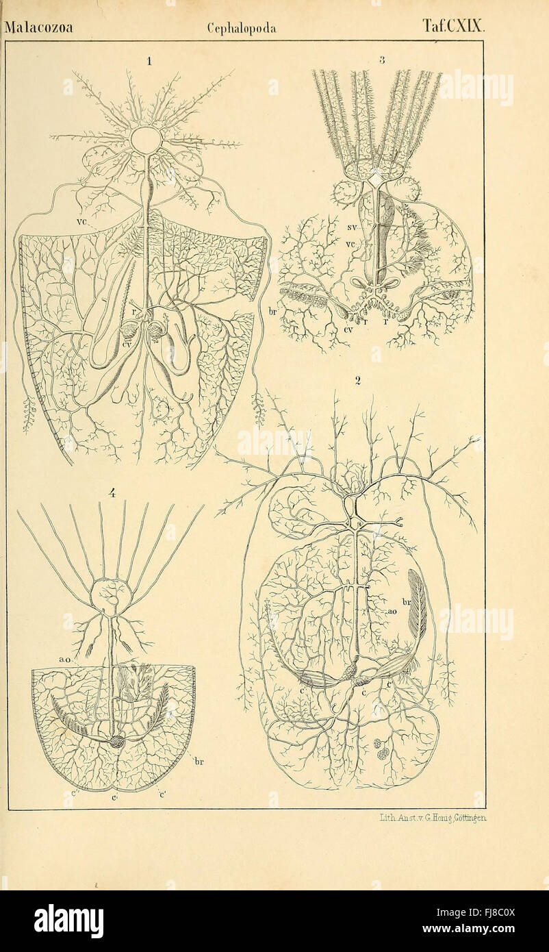 A German work on the classification and orders of the animal kingdom ...