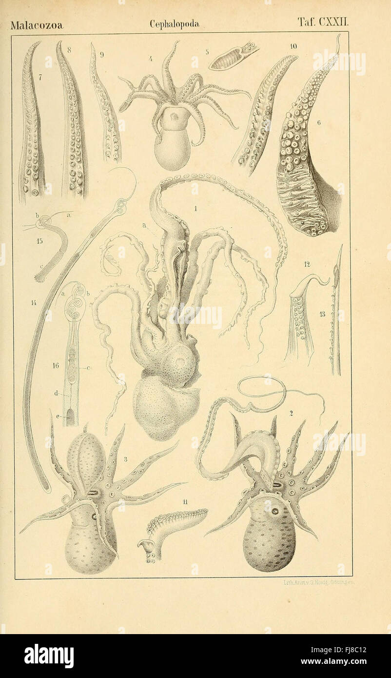 A detailed classification of animal kingdoms, with a focus on ...