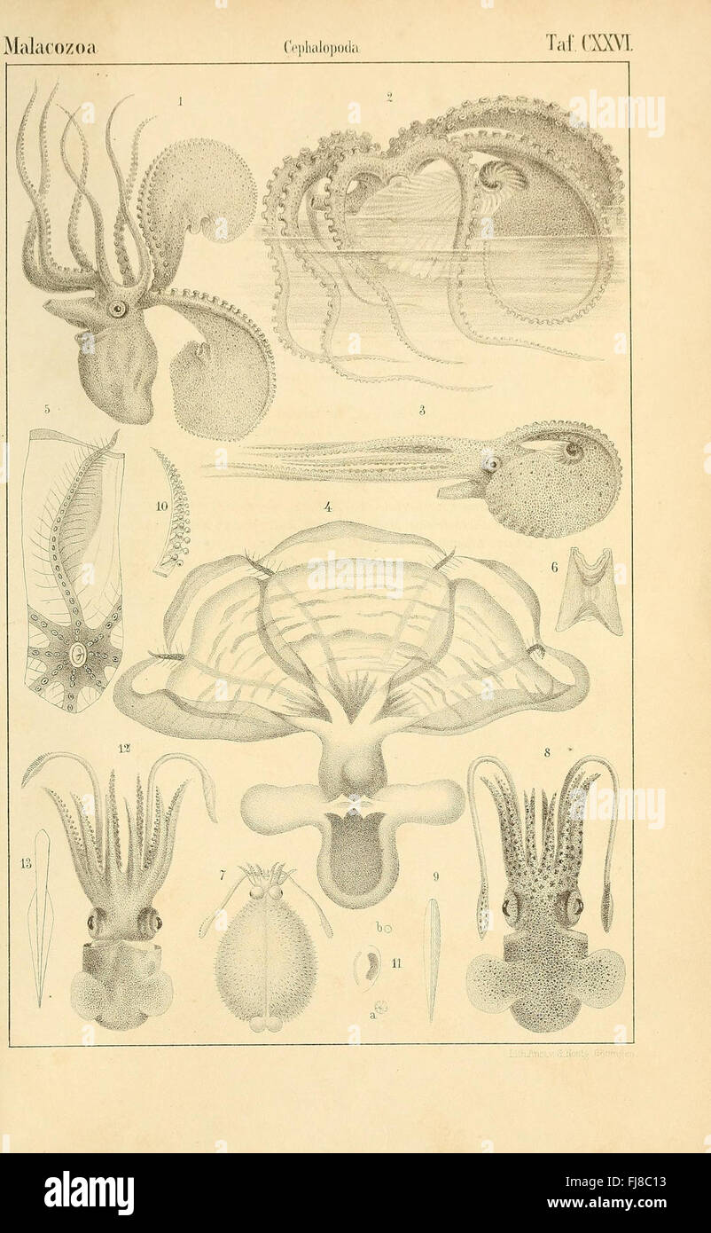 A zoological work on the classification and orders of animal species ...