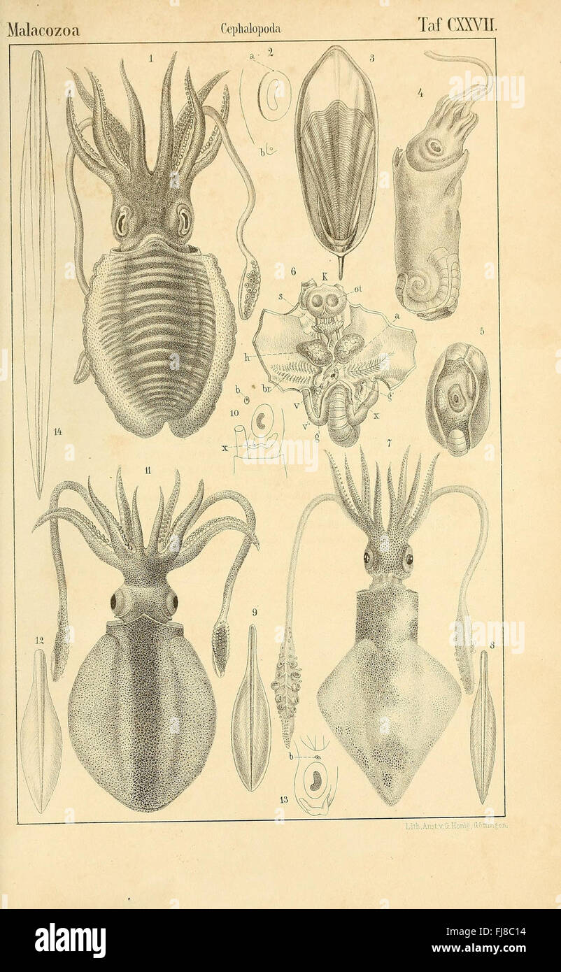 A work on the classification and orders of the animal kingdom, with a ...