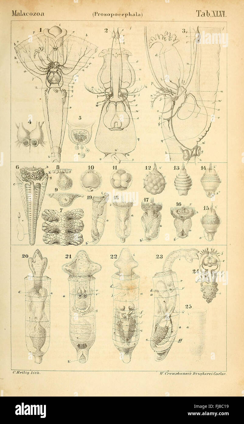 This work focuses on the classification and study of cephalopods and ...