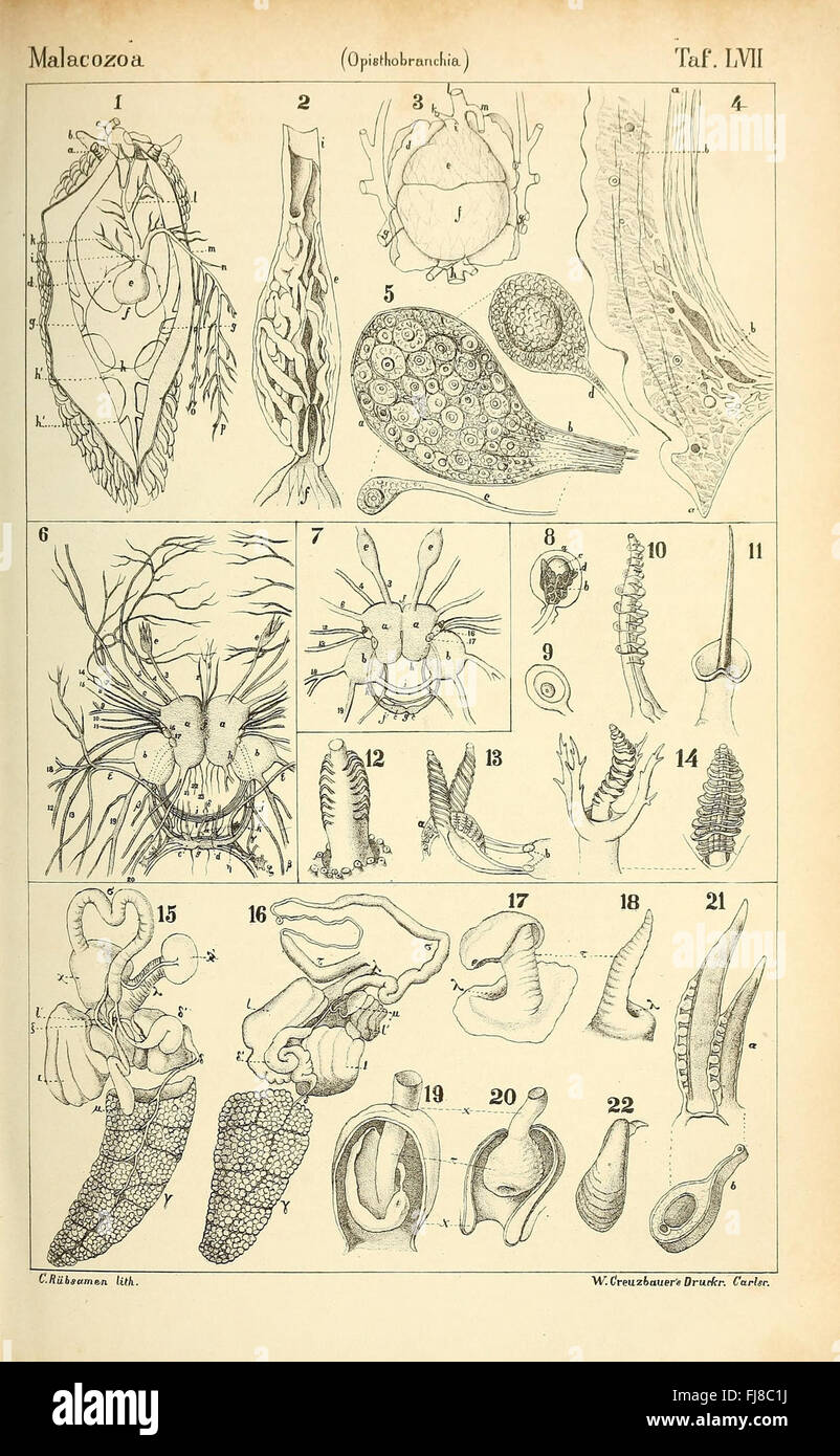 A classification guide for the classes and orders of the animal kingdom ...